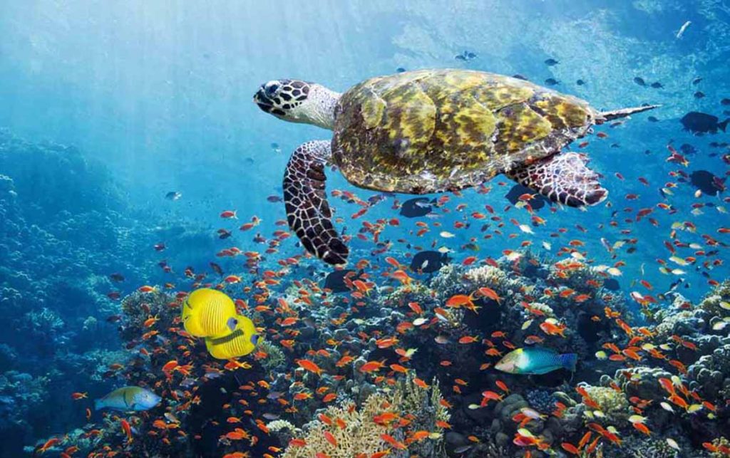SEA LIFE: Amazing Learning Experiences for Everyone – Holiday Guides